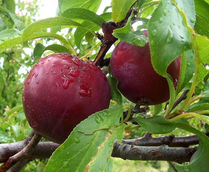 Hamas Imposes Ban on Import of Israeli Fruit | Jewish & Israel News ...