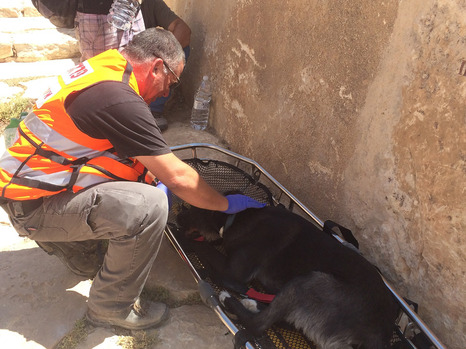 Israeli Emergency Services Rescue Dog Who Fell From Desert Cliff ...