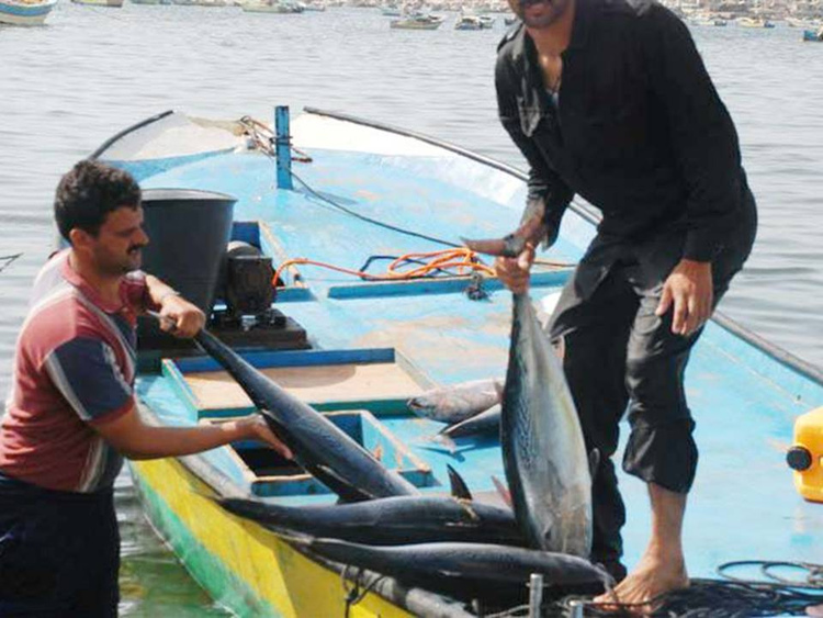 Israel Lets Gaza Fishermen Export to West Bank - Algemeiner.com